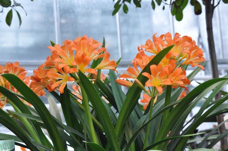 Plantes d’intérieur fleuries faciles d’entretien