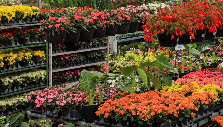 Les fleurs annuelles : couleur et éclat à profusion tout l’été
