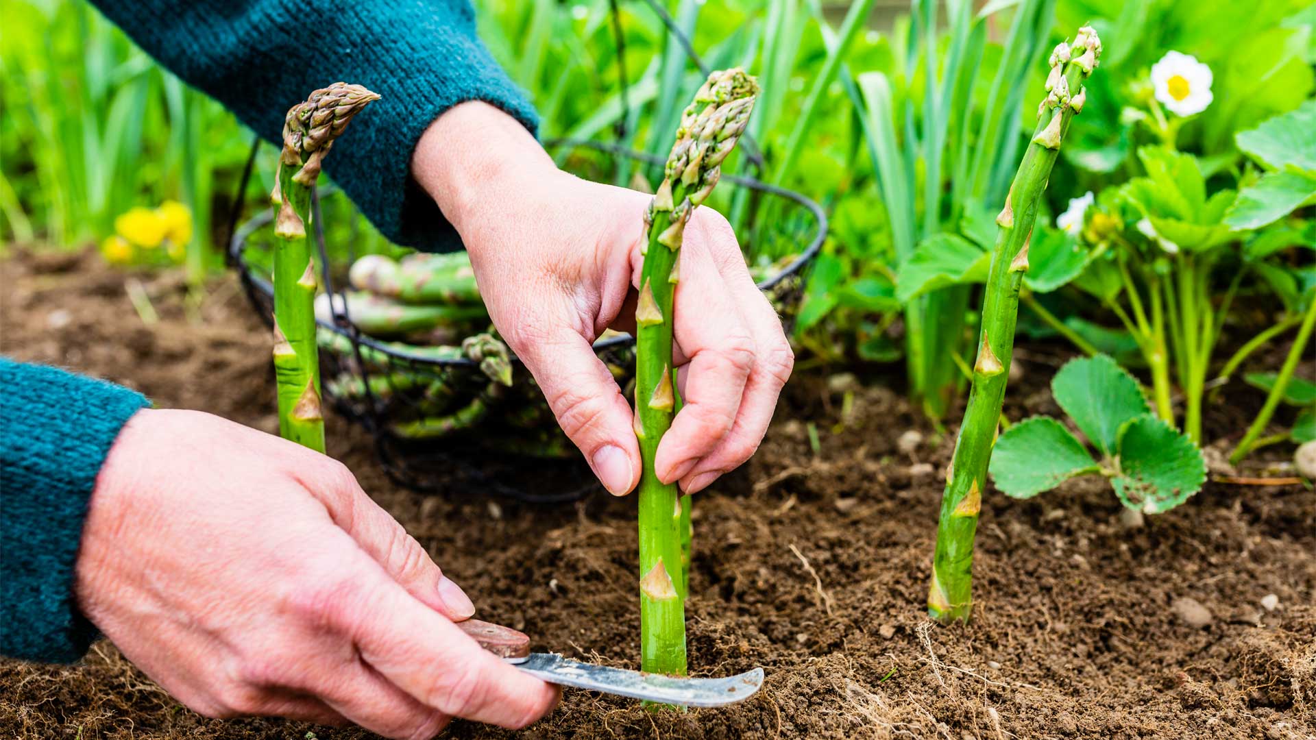 Quels sont les légumes vivaces ou perpétuels à planter au potager