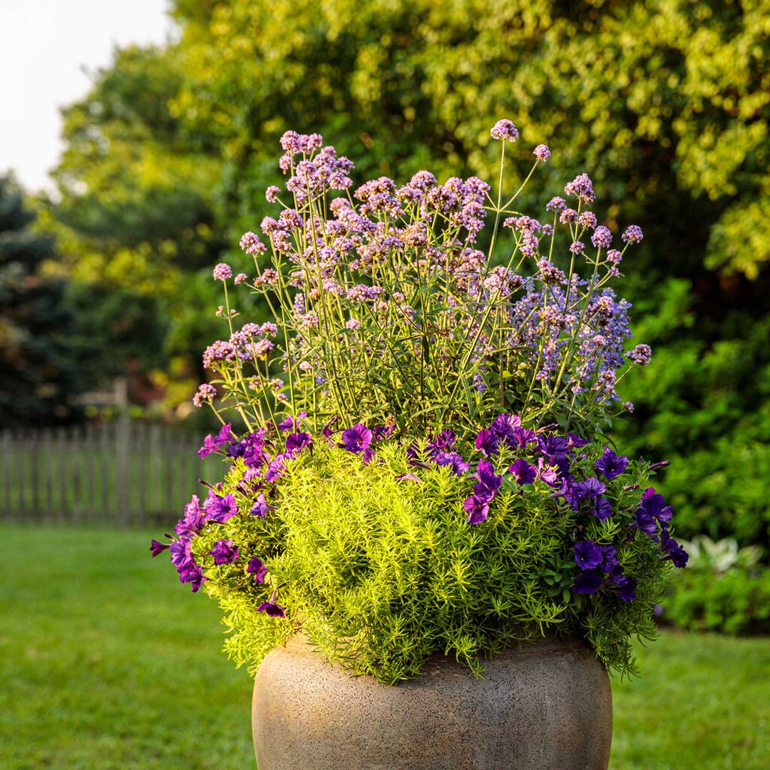 Plantes vivaces et fleurs annuelles à Brossard